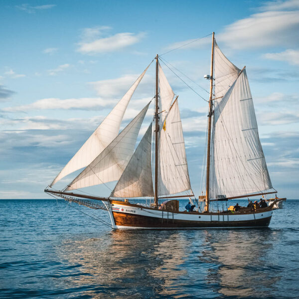 Whales and Sails - North Sailing