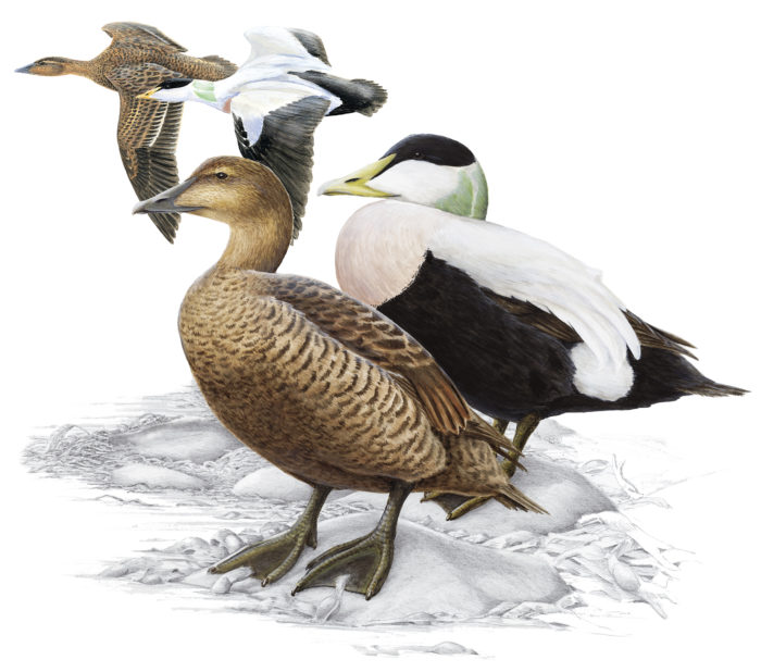 Birds of Skjálfandi Bay