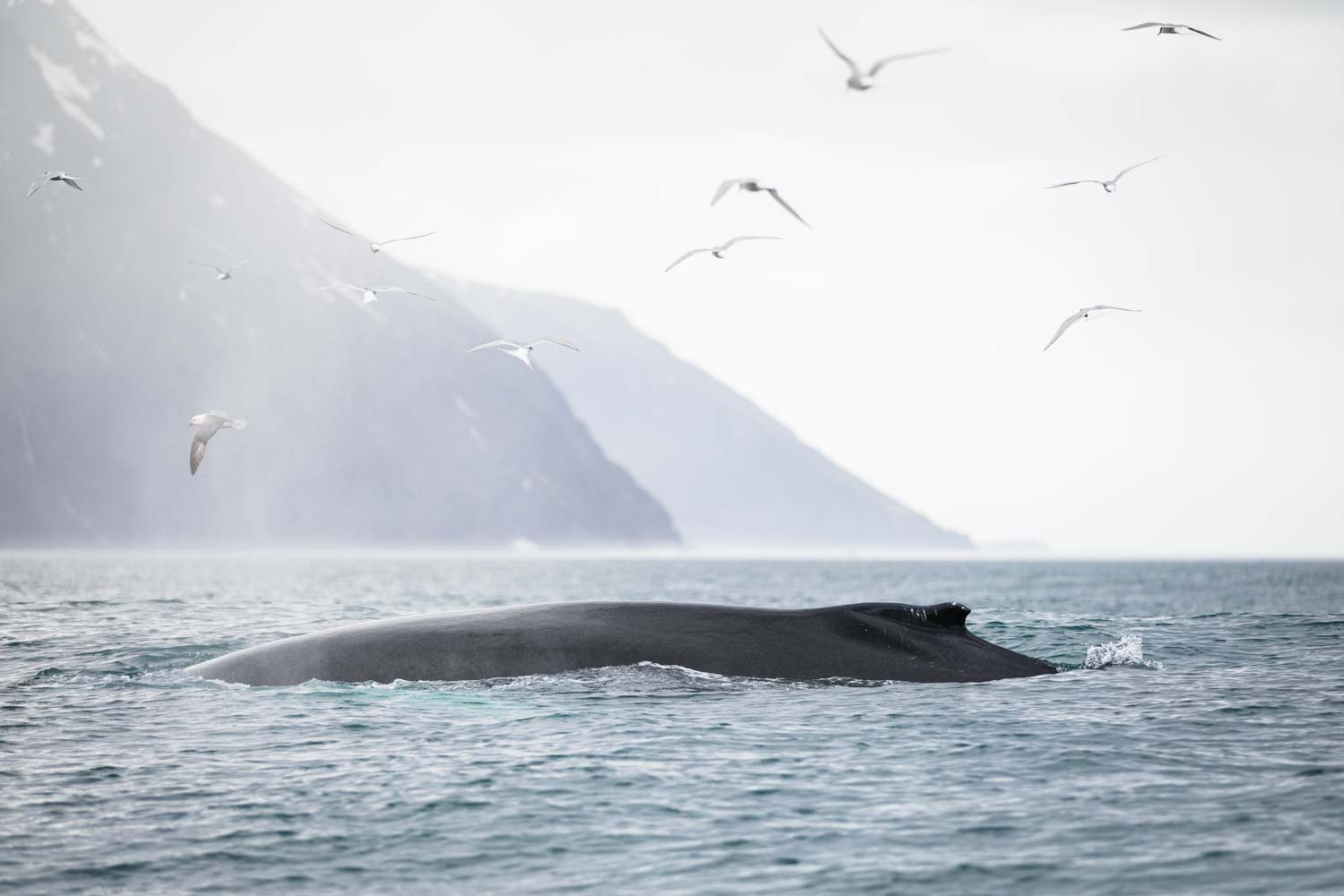 Humpback whale festival in Húsavík