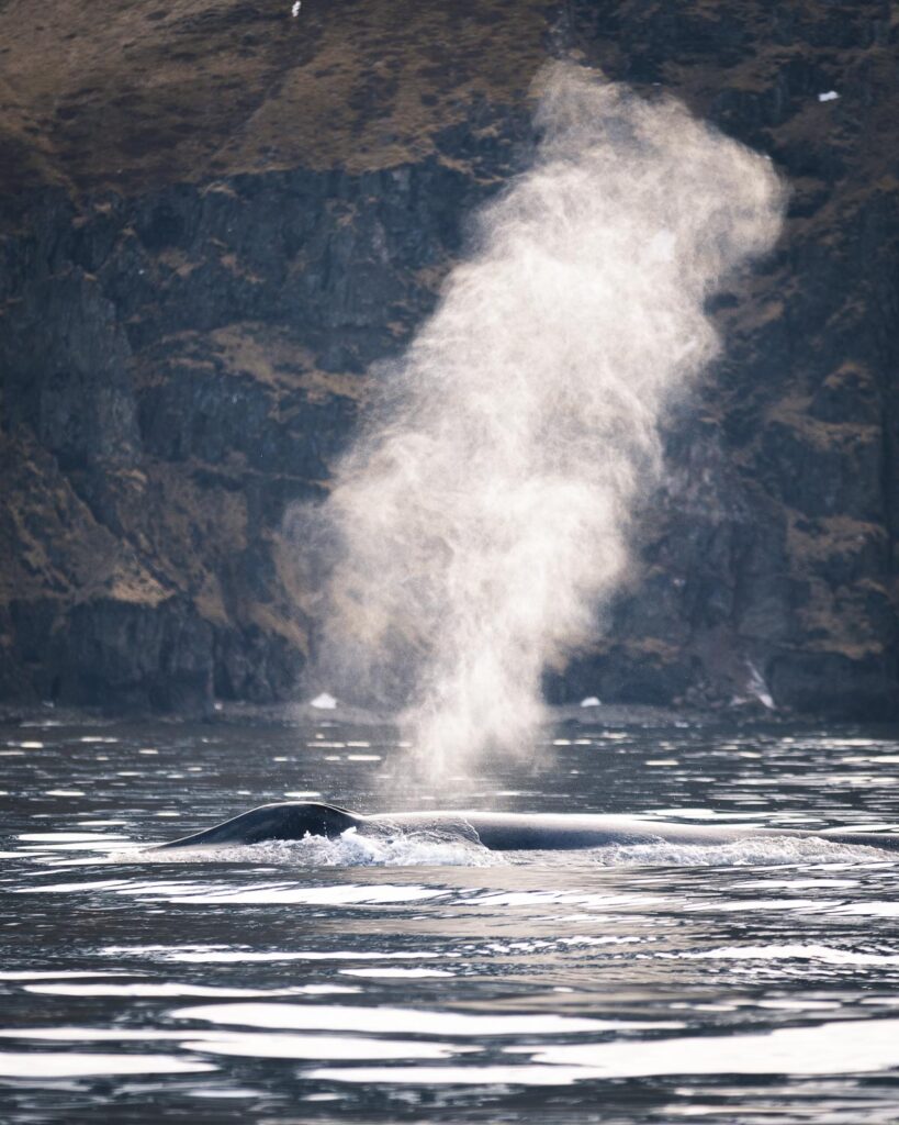 May Whale Watching Húsavík: Fantastic sightings of Blue whales