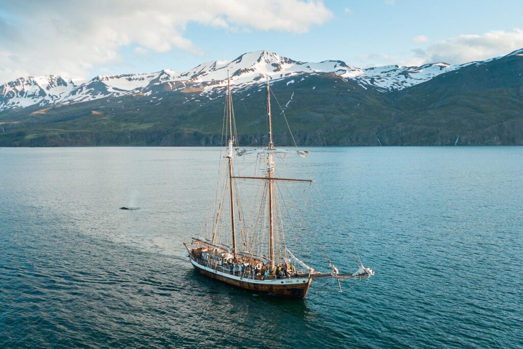 Húsavík Eco-Tour: Whales and Wildlife on the Silent Sailboat Opal